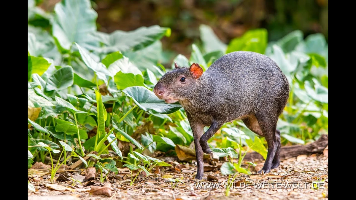 Mexican Agouti | FictionRulezForever Wiki | Fandom