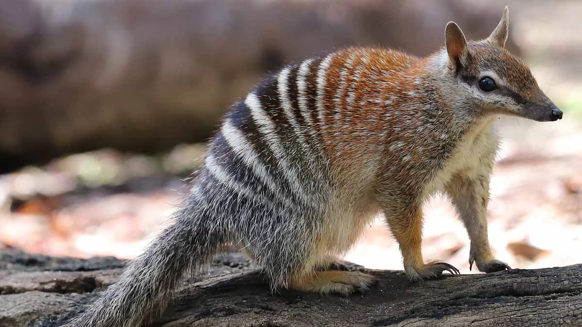 Numbat | FictionRulezForever Wiki | Fandom
