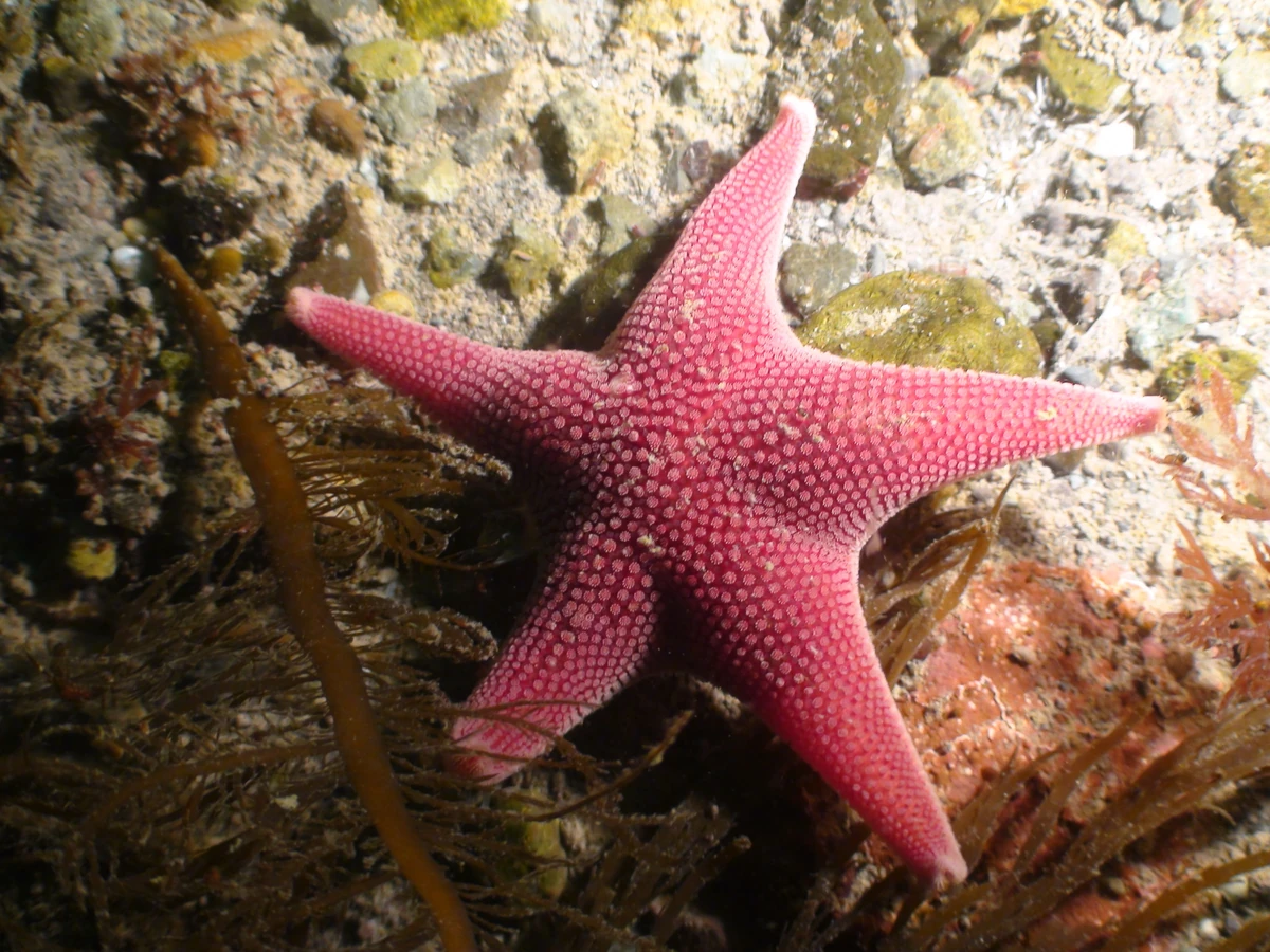 Odontaster Validus | FictionRulezForever Wiki | Fandom