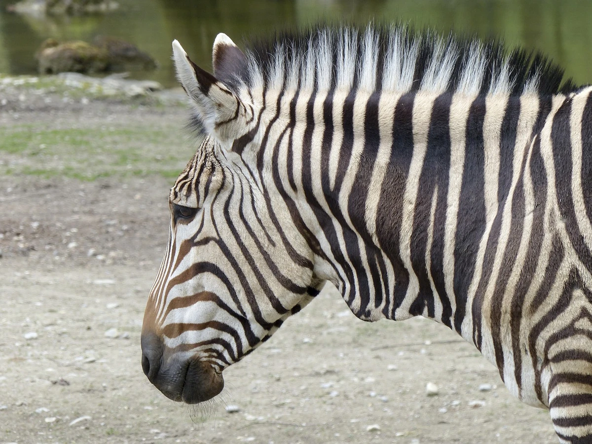 Mountain Zebra | FictionRulezForever Wiki | Fandom