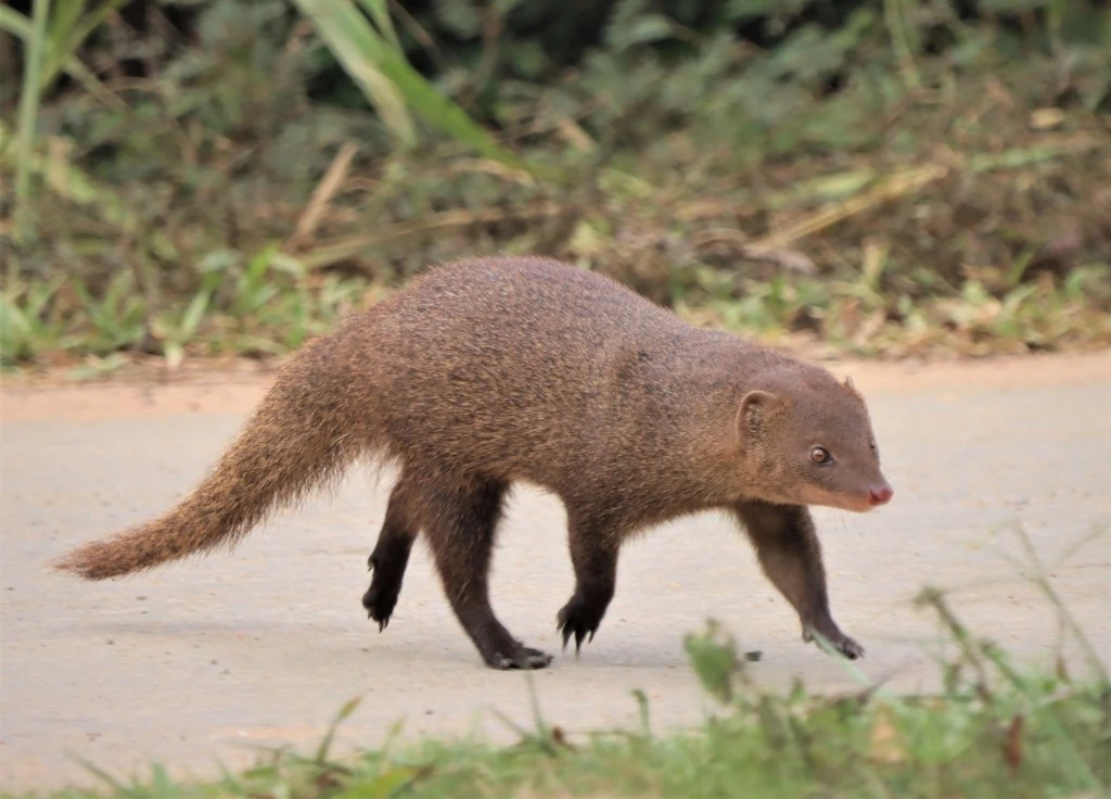 Brown Mongoose | FictionRulezForever Wiki | Fandom