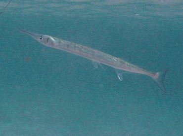 Flat Needlefish | FictionRulezForever Wiki | Fandom