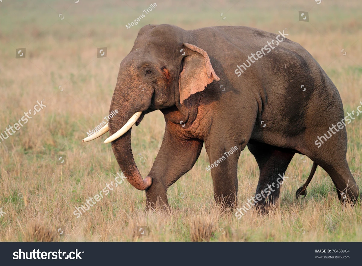 Shrek (Samwei1234 Version) | FictionRulezForever Wiki | Fandom