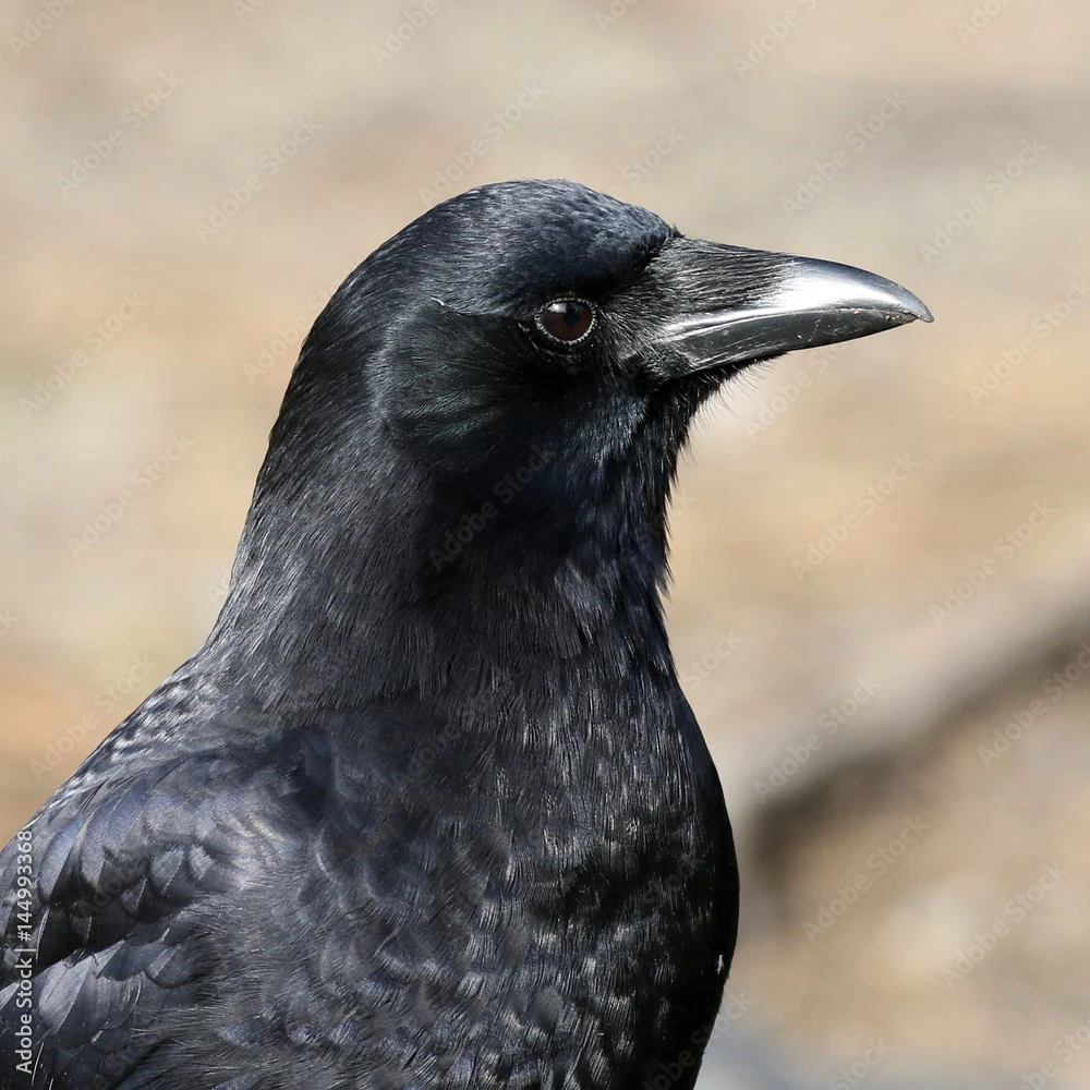 American Crow | FictionRulezForever Wiki | Fandom