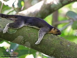 Cream Coloured Giant Squirrel
