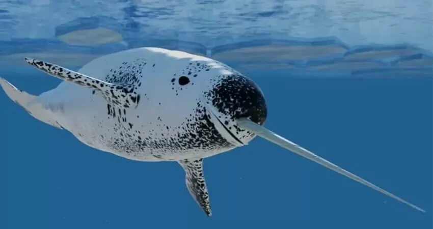 Narwhal | FictionRulezForever Wiki | Fandom