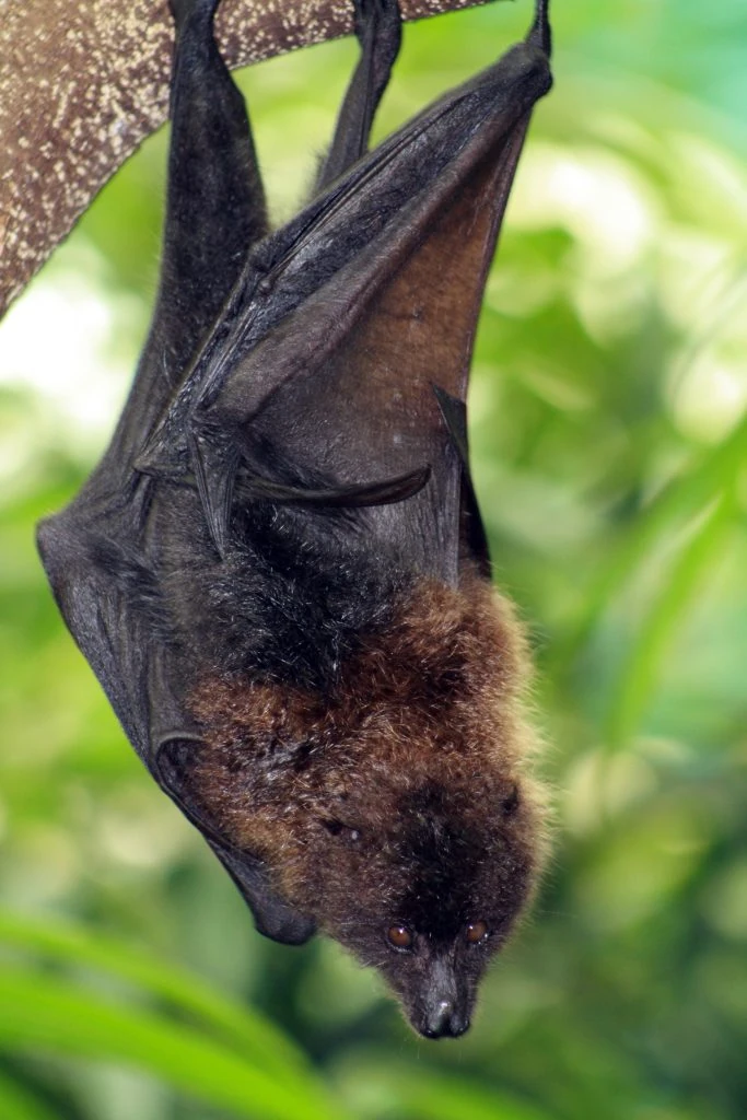 Rodrigues Fruit Bat | FictionRulezForever Wiki | Fandom