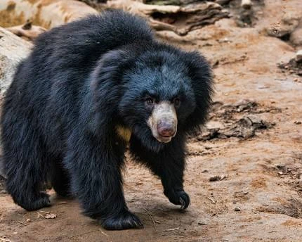 Monsoon Age Series | FictionRulezForever Wiki | Fandom