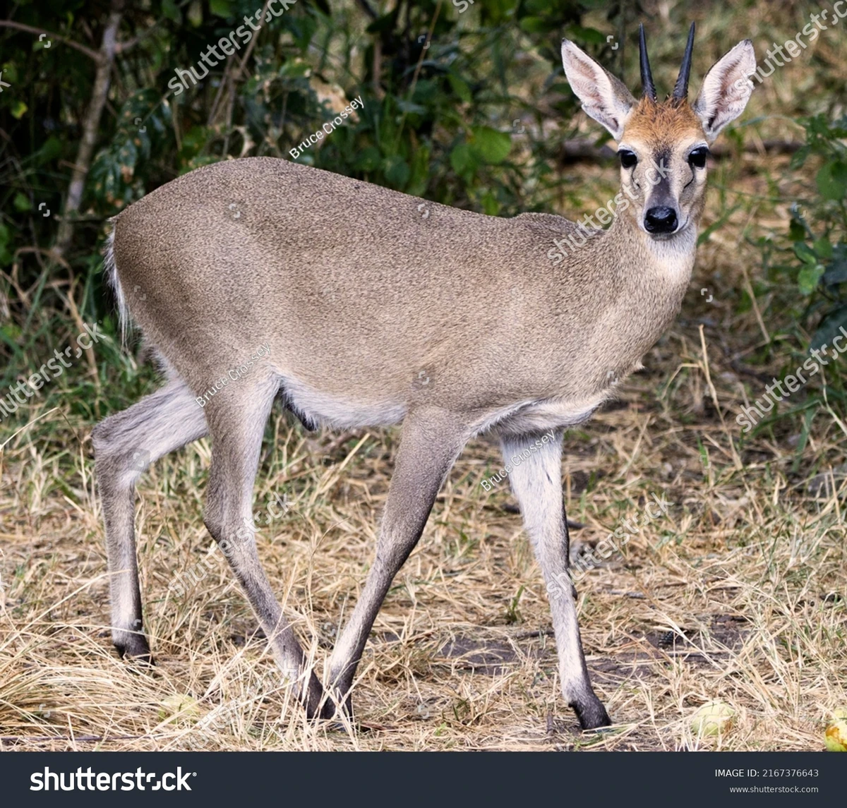 Common Duiker | FictionRulezForever Wiki | Fandom