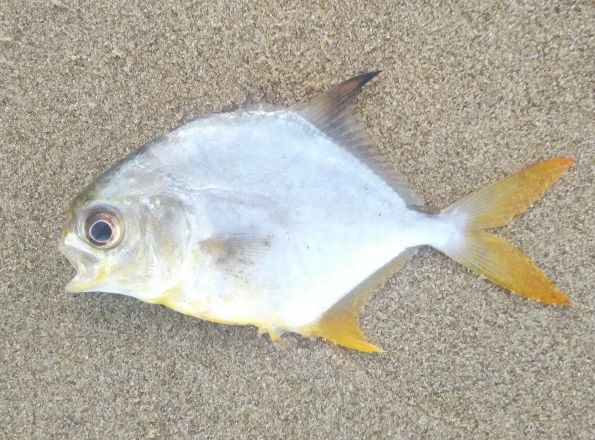 Indian Pompano | FictionRulezForever Wiki | Fandom