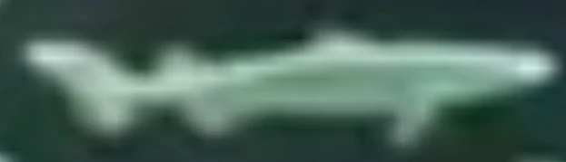 Viper Dogfish | FictionRulezForever Wiki | Fandom