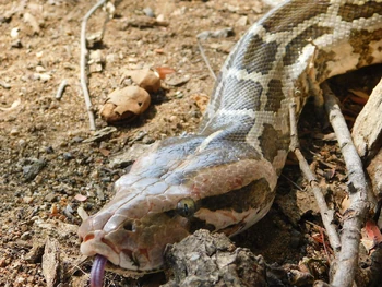 Indian Python | FictionRulezForever Wiki | Fandom