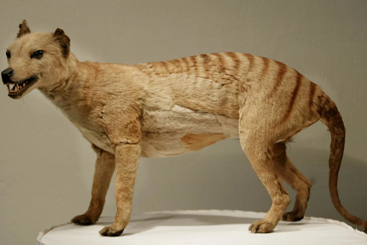 Thylacine | FictionRulezForever Wiki | Fandom