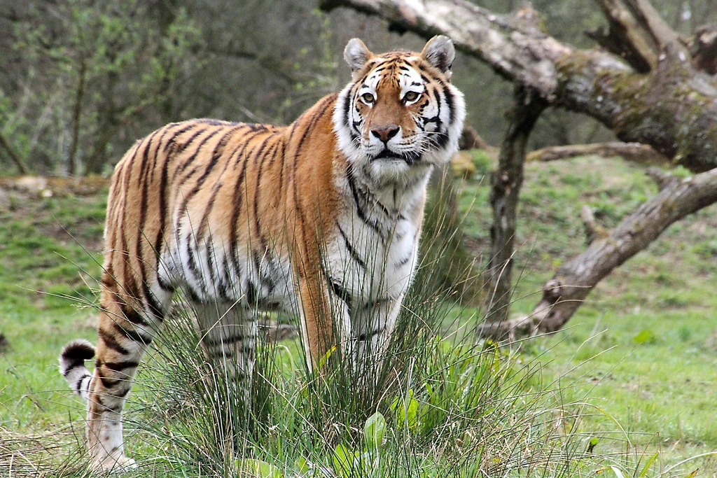 Tiger | FictionRulezForever Wiki | Fandom