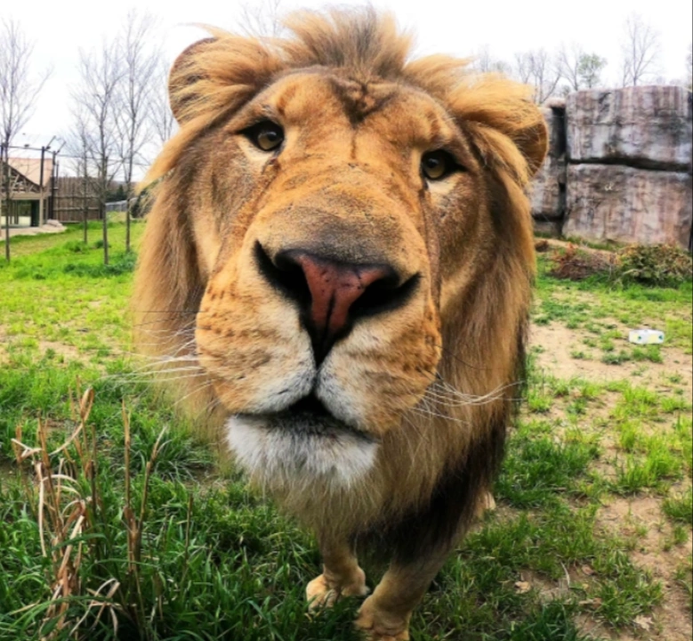 The Lion King (NatureRules1/GavenLovesAnimals Style ...