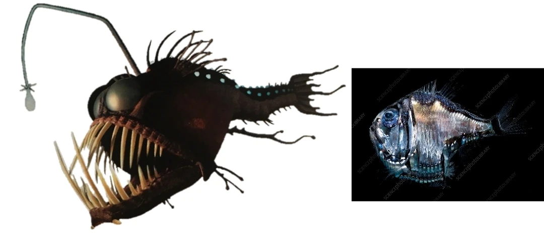 Anglerfish and her Deep Sea Animal Friends | FictionRulezForever Wiki ...
