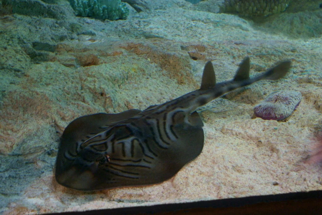 Eastern Fiddler Ray | FictionRulezForever Wiki | Fandom