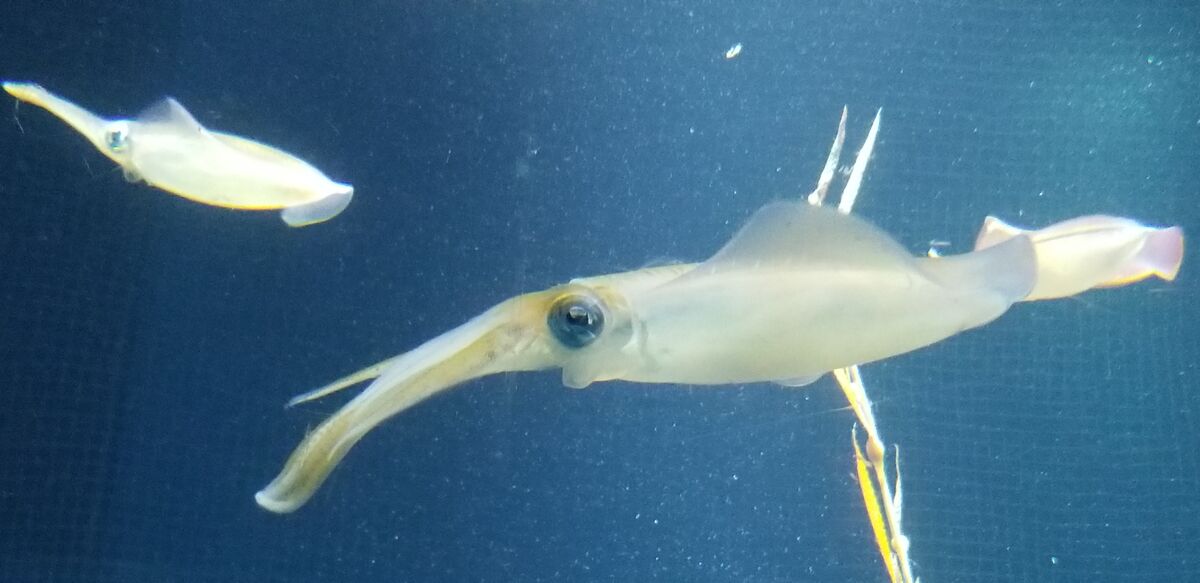 Bigfin Reef Squid | FictionRulezForever Wiki | Fandom Bigfin Reef Squid | FictionRulezForever Wiki | Fandom