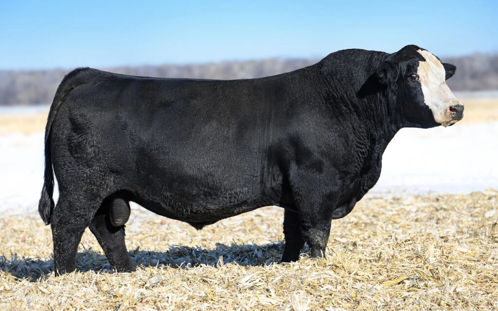 Simmental Cattle | FictionRulezForever Wiki | Fandom