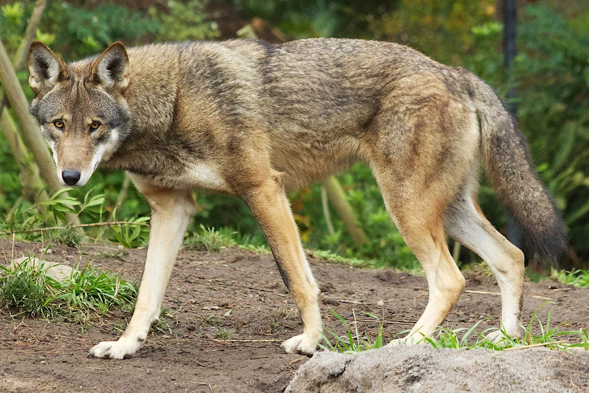 Red Wolf/Gallery | FictionRulezForever Wiki | Fandom