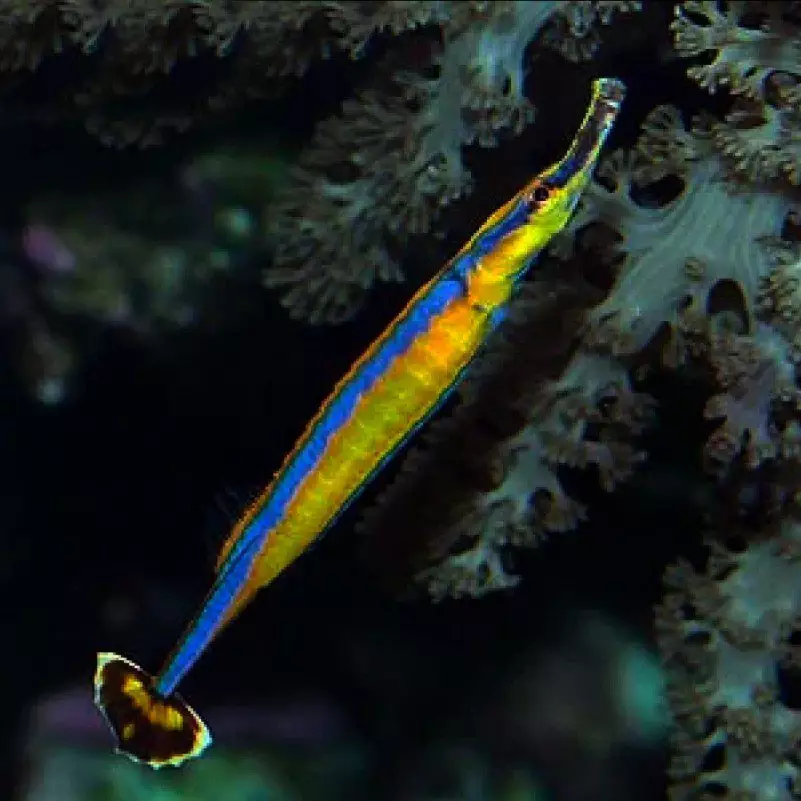 Bluestripe Pipefish | FictionRulezForever Wiki | Fandom