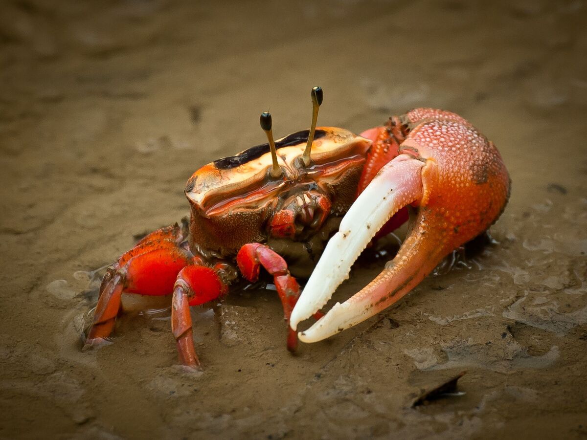 Fiddler Crab Fictionrulezforever Wiki Fandom
