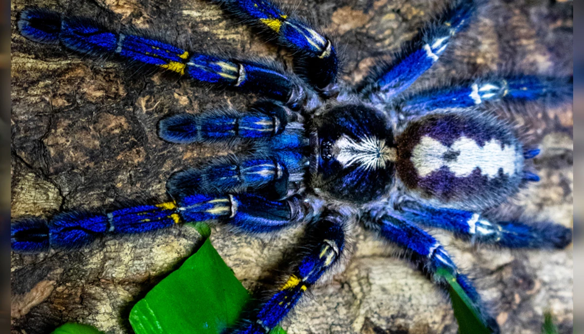 Peacock Tarantula | FictionRulezForever Wiki | Fandom
