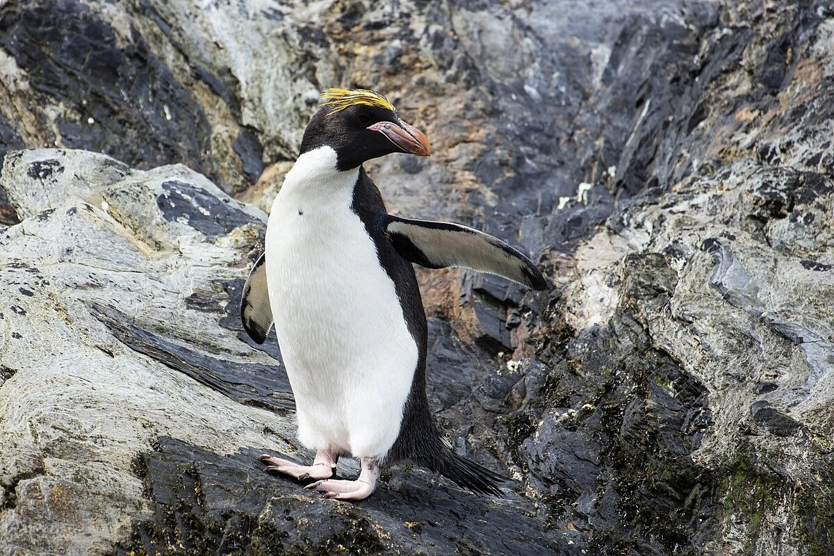 Macaroni Penguin/Gallery | FictionRulezForever Wiki | Fandom