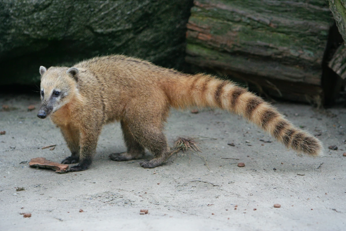 South American Coati | FictionRulezForever Wiki | Fandom