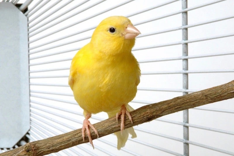 Canary | FictionRulezForever Wiki | Fandom