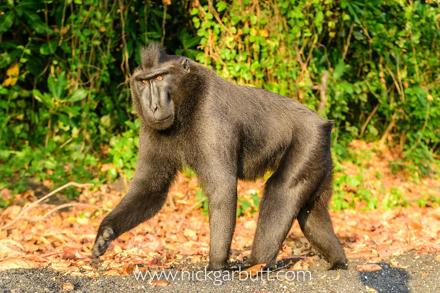Celebes Crested Macaque | FictionRulezForever Wiki | Fandom