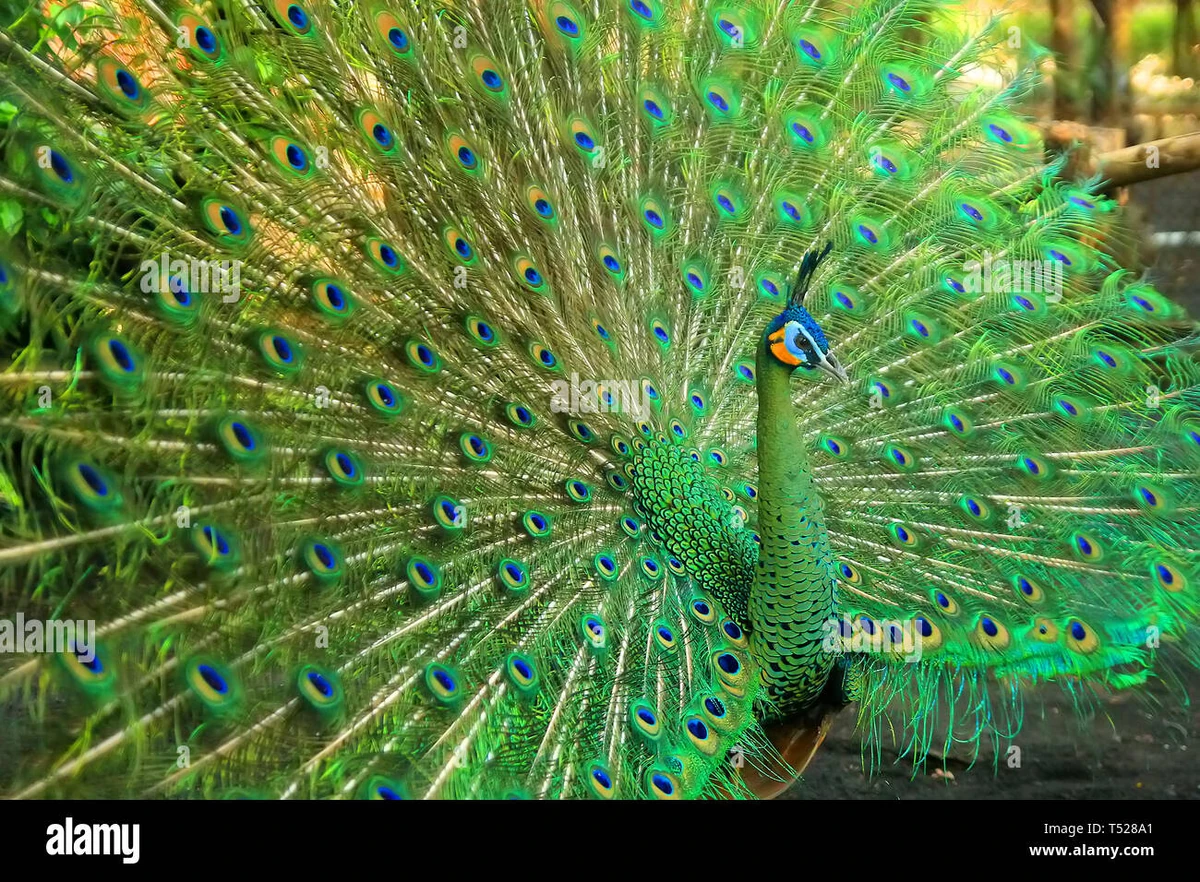 Green Peafowl | FictionRulezForever Wiki | Fandom