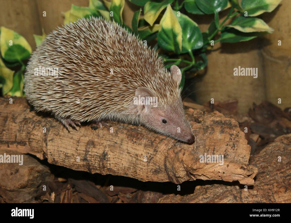 Lesser Hedgehog Tenrec | FictionRulezForever Wiki | Fandom