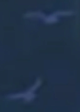 Black-Breasted Buzzard | FictionRulezForever Wiki | Fandom