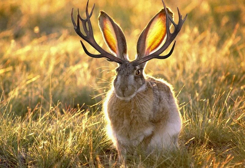 Norm of the North (Mythical Creatures Style) | FictionRulezForever Wiki ...