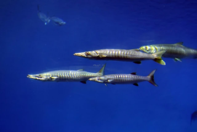 Pickhandle Barracuda | FictionRulezForever Wiki | Fandom