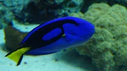 Regal Tang/Gallery | FictionRulezForever Wiki | Fandom