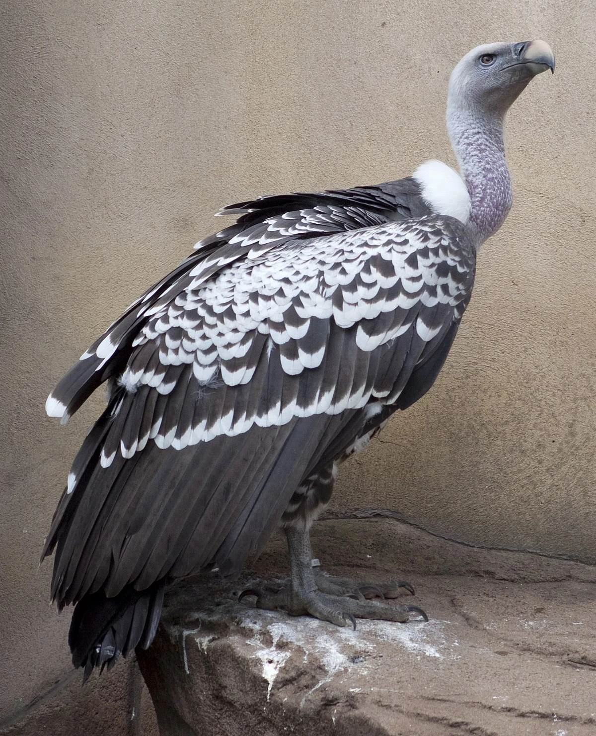 Teenage Mutant Ninja Vultures | FictionRulezForever Wiki | Fandom