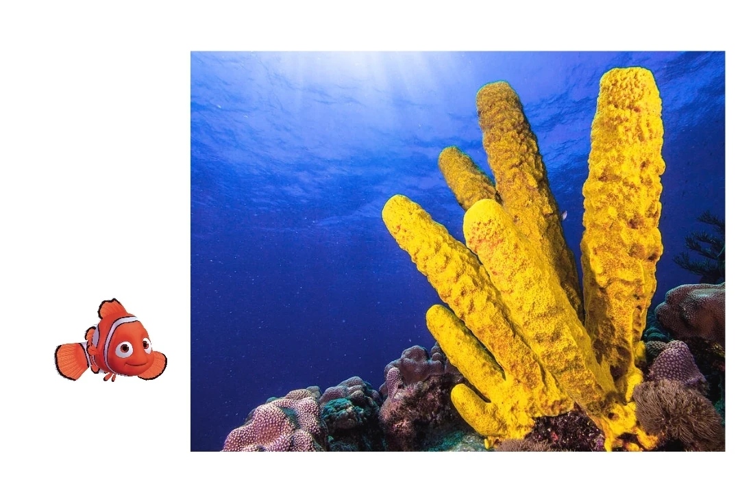 Yellow Tube Sponge | FictionRulezForever Wiki | Fandom