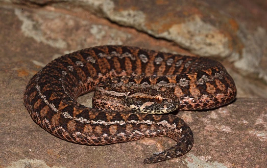 Berg Adder | FictionRulezForever Wiki | Fandom