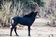Sable Antelope | FictionRulezForever Wiki | Fandom