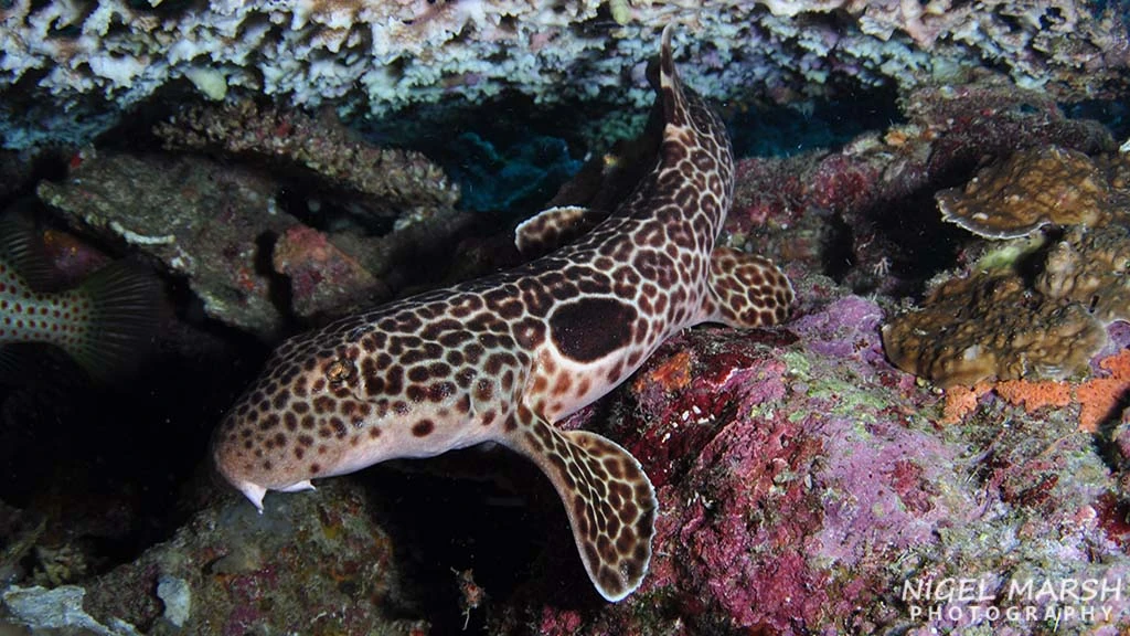 Leopard Epaulette Shark | FictionRulezForever Wiki | Fandom