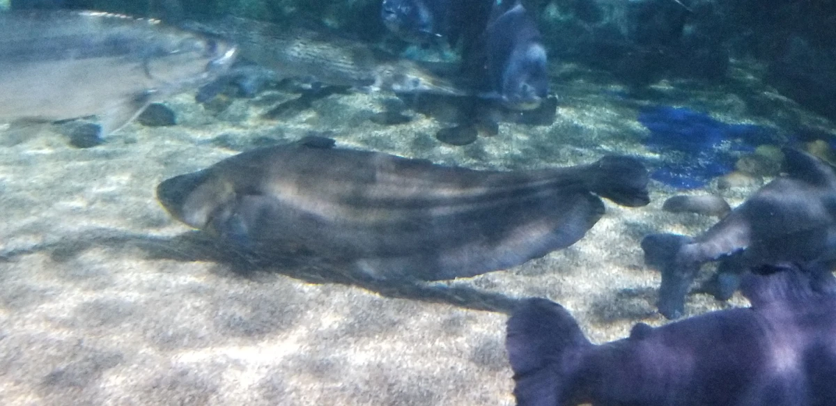 Striped Wallago Catfish | FictionRulezForever Wiki | Fandom