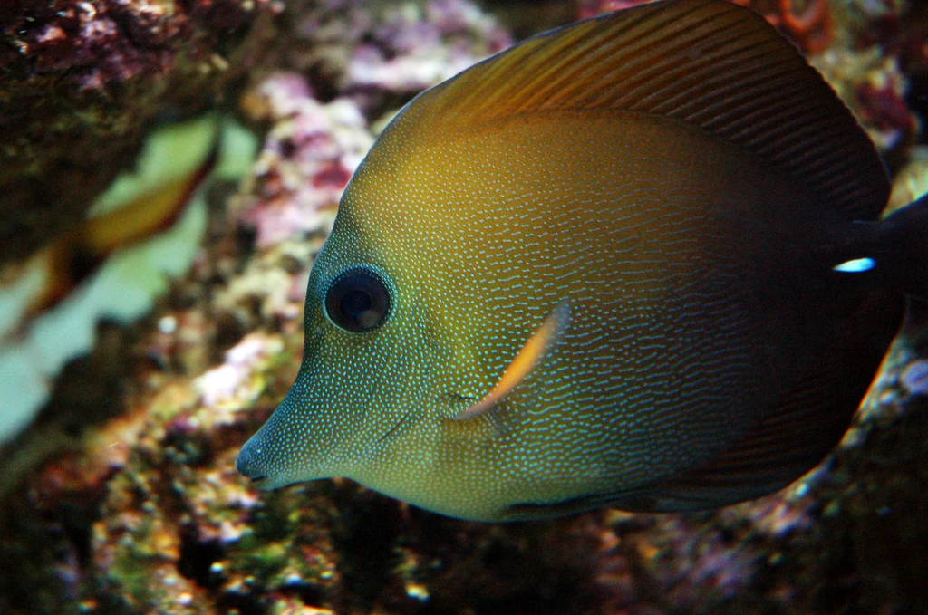 Brown Tang | FictionRulezForever Wiki | Fandom