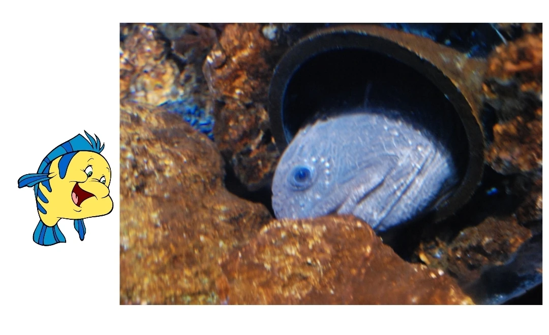 Flounder and his Fish Friends | FictionRulezForever Wiki | Fandom