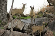 Klipspringer | FictionRulezForever Wiki | Fandom