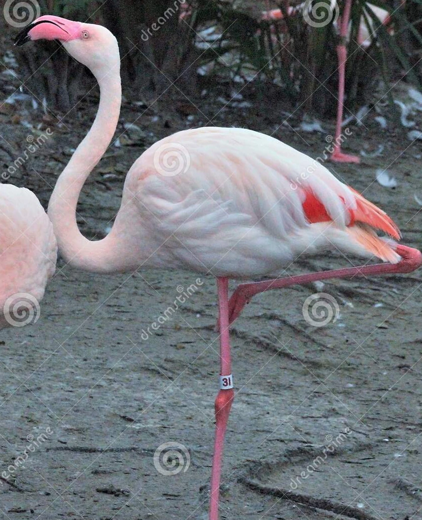 The Powerpuff Animals (NatureRules1 Version) | FictionRulezForever Wiki ...