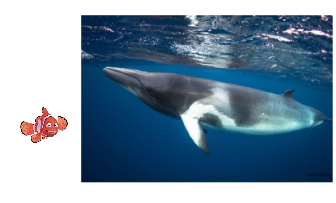 Common Minke Whale Fictionrulezforever Wiki Fandom