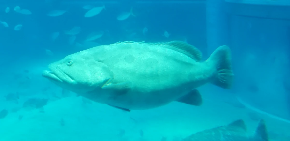 Potato Cod | FictionRulezForever Wiki | Fandom