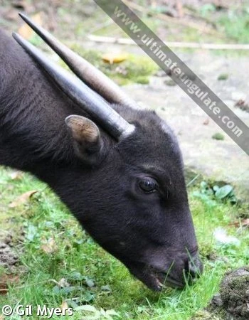 Mountain Anoa | FictionRulezForever Wiki | Fandom